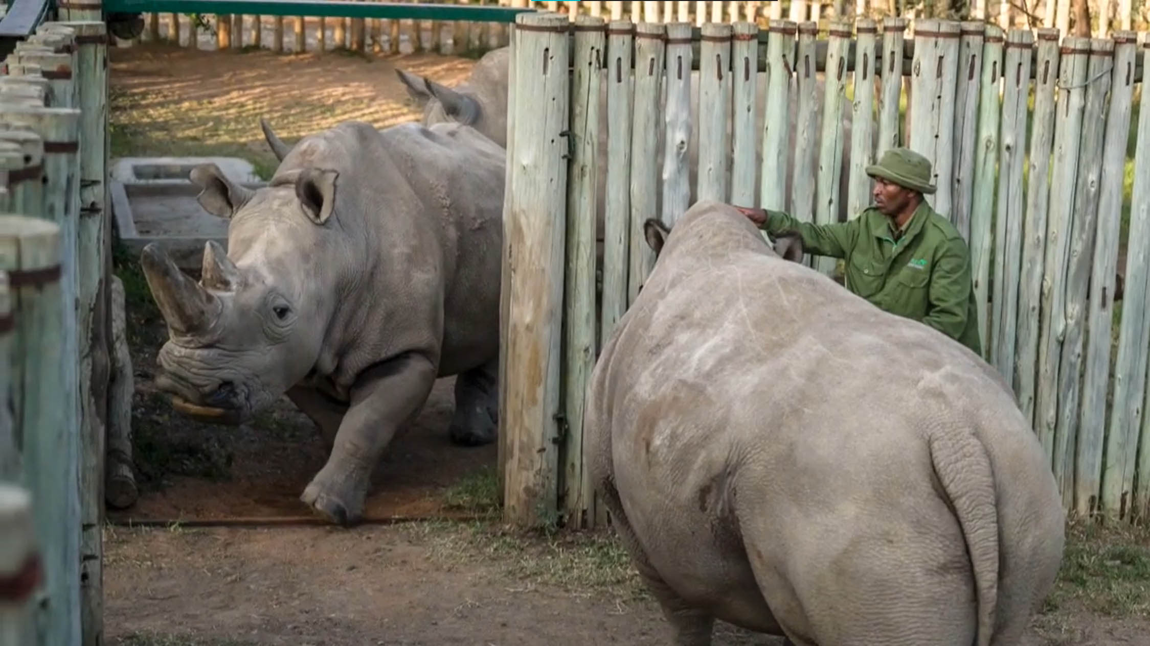 Meet the Last Two Living Northern White Rhinos and the Armed Guards Who ...