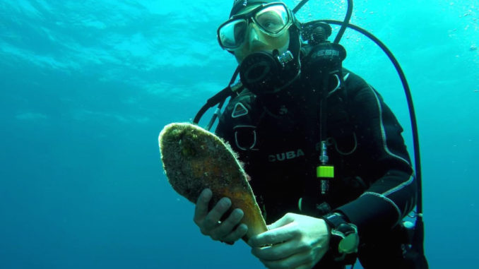 Exotic Fan Mussels Saved From Extinction - The Westside Gazette