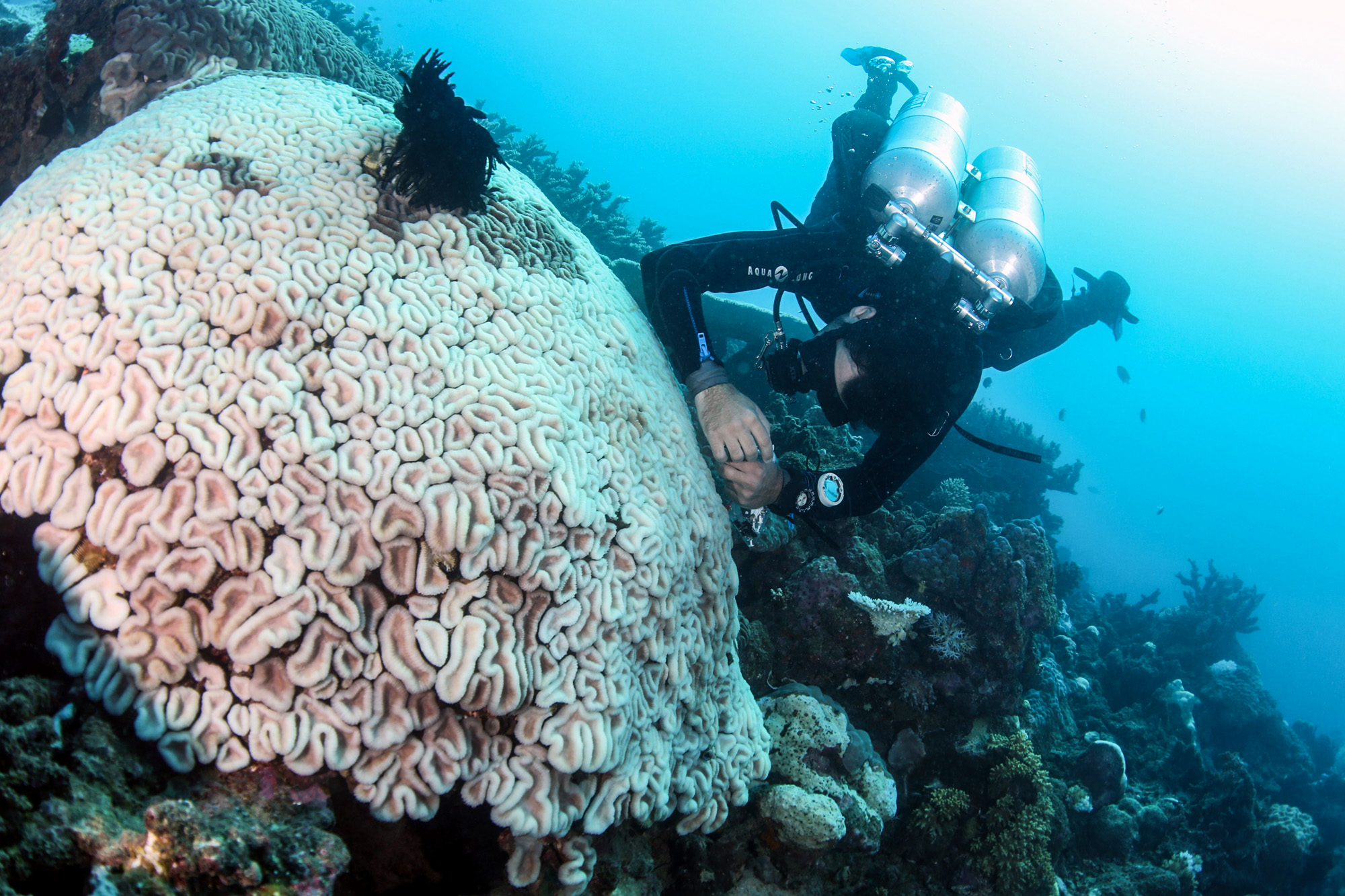 Coral Expert Hopes To Map The Ecosystem’s DNA and Save Dying Reefs ...