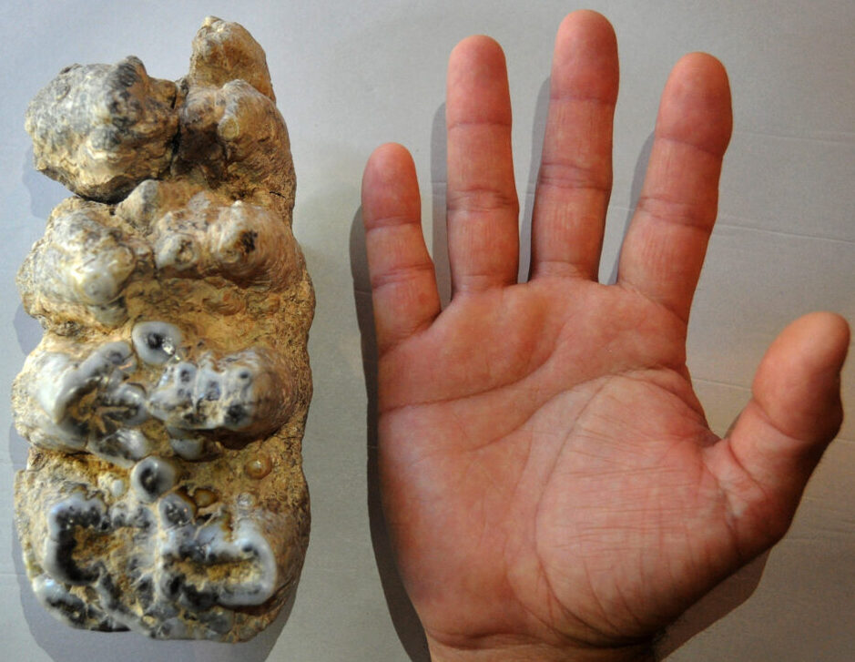 The Whole Tooth: Giant Mastodon Unearthed After Family Finds Ancient ...
