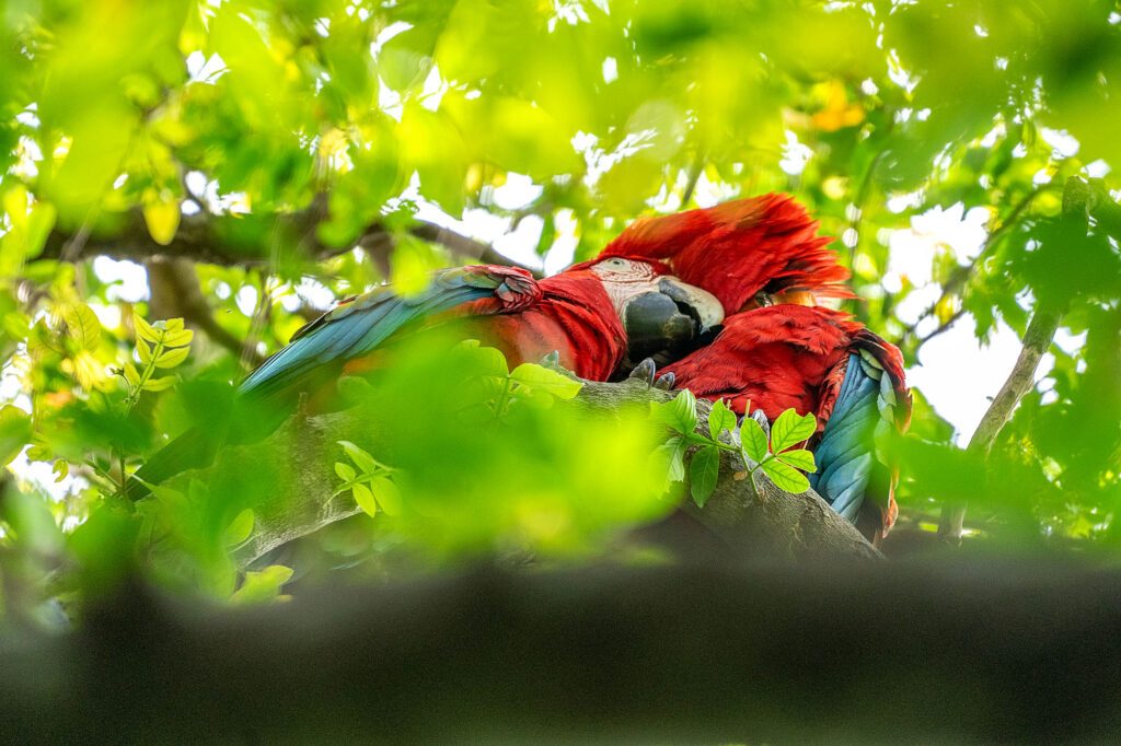 Baby Macaws Born In Wild During Record-Breaking Hatch - The Westside ...