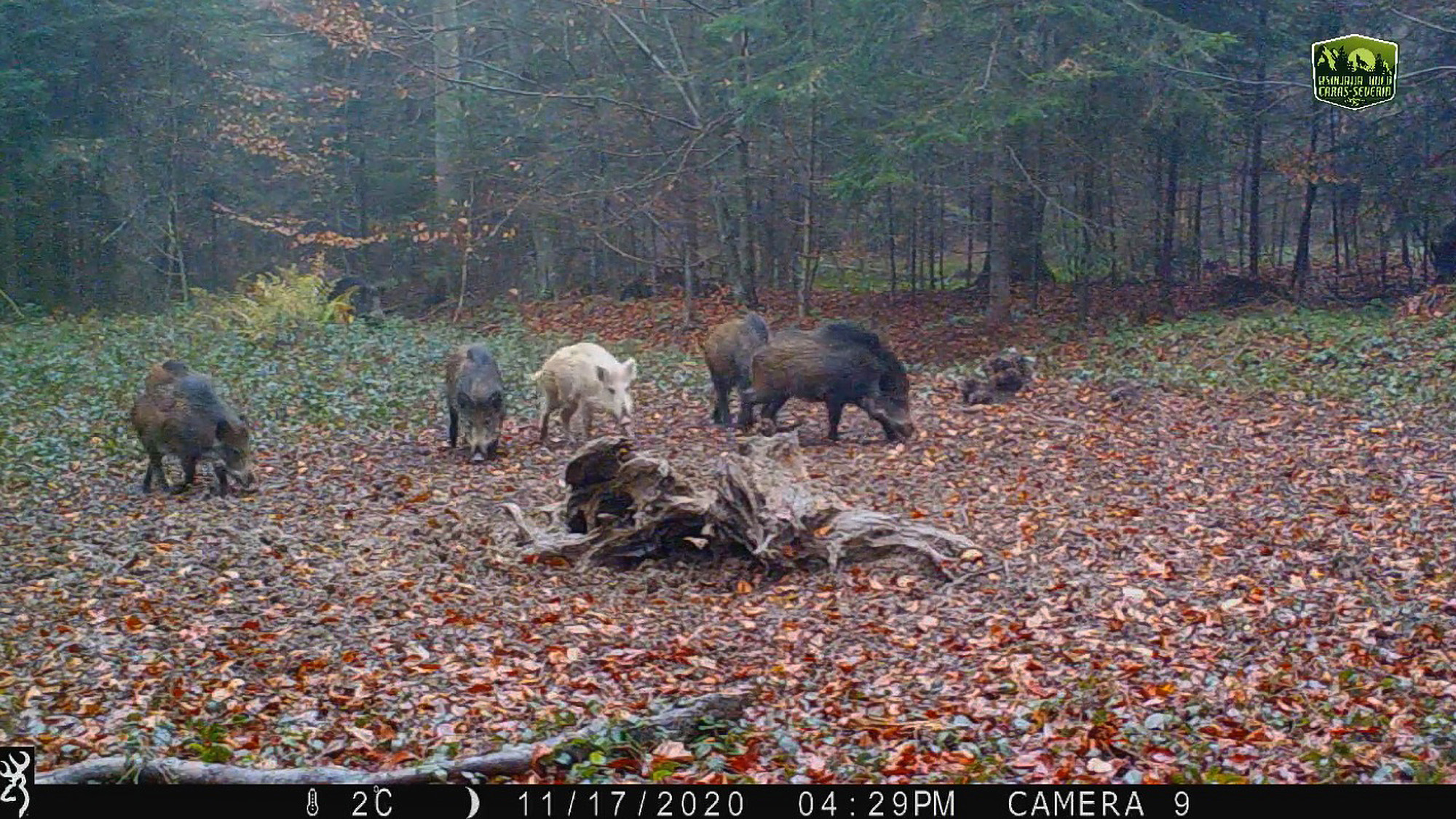 VIDEO: Rare White Boar Seen in Romanian Woods - The Westside Gazette