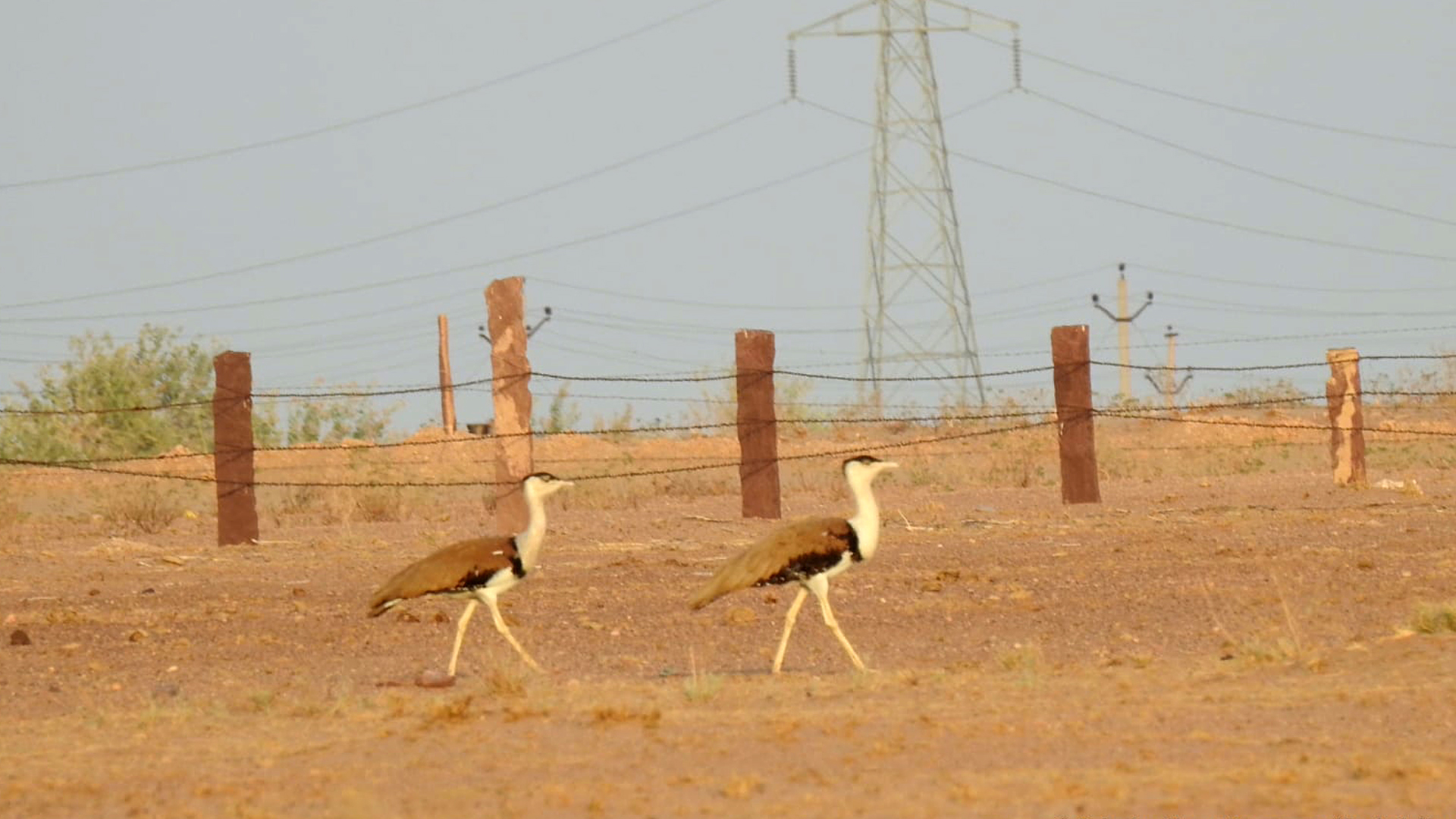 ‘Fireflies’ Help Save Critically Endangered Birds in India - The ...