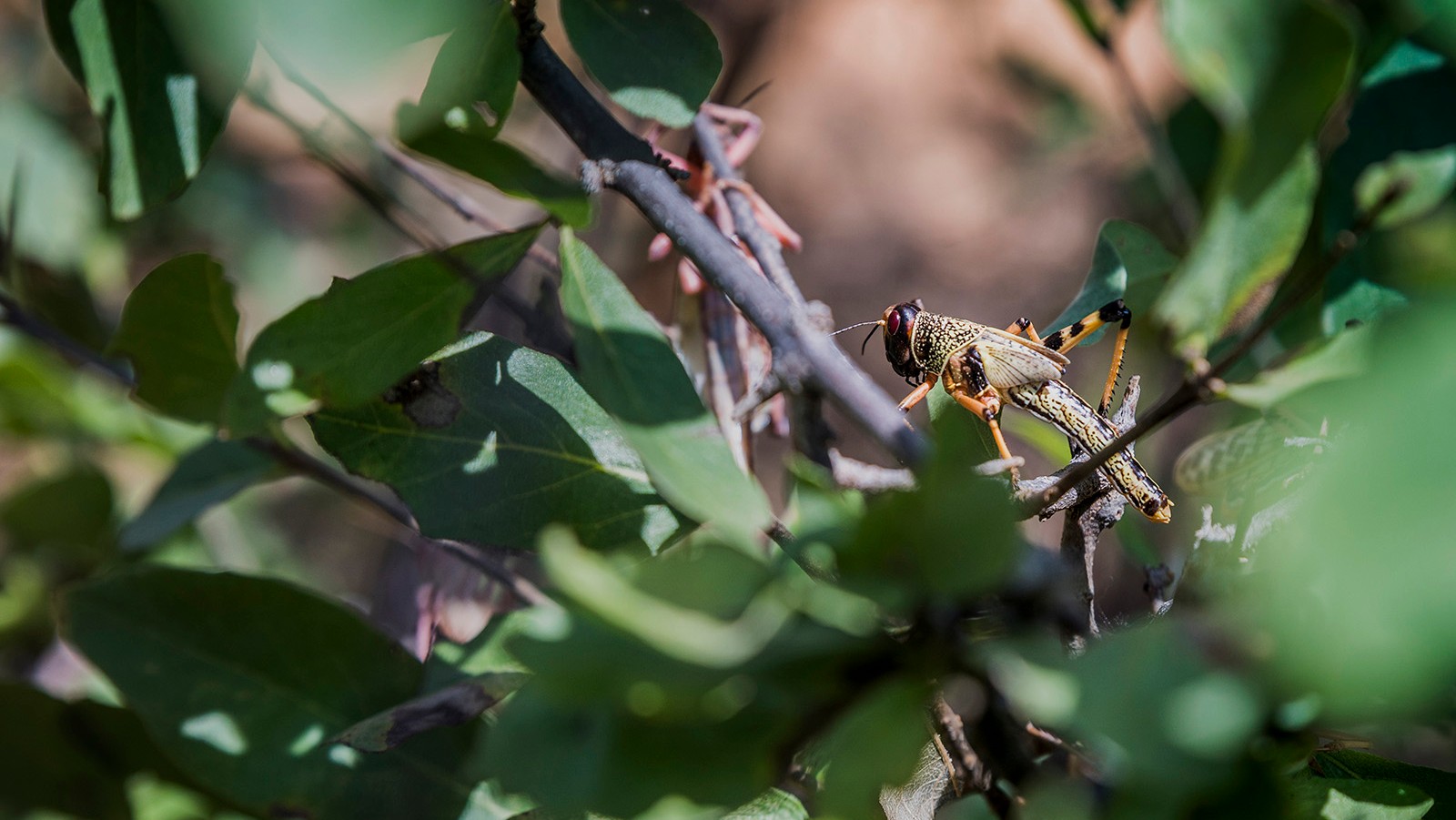 Israeli Locust Slayers Train Ethiopians to Save Crops - The Westside ...