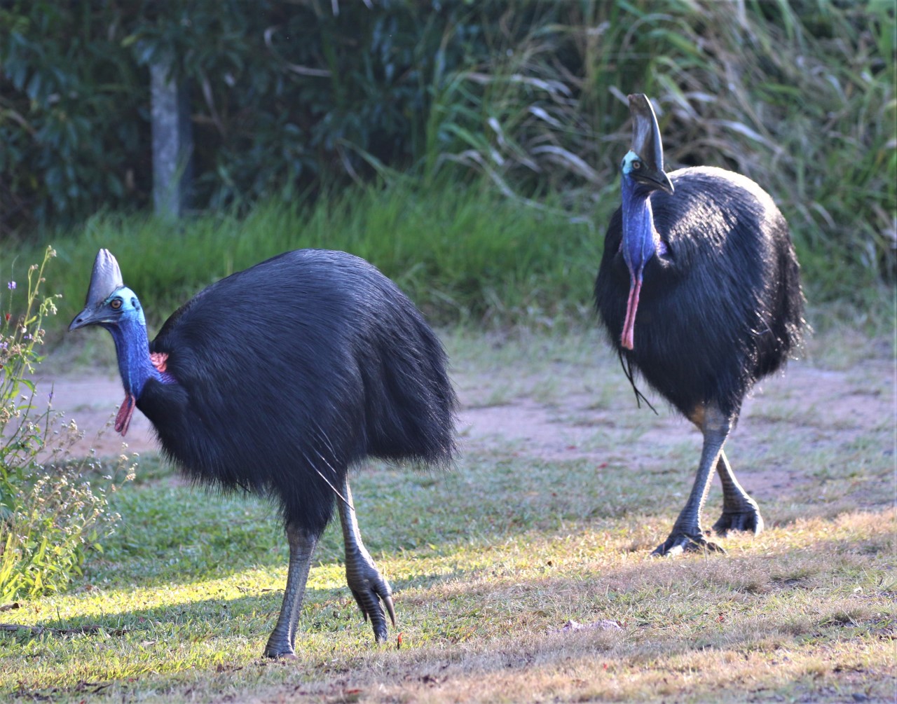 Australia’s Most Dangerous Bird Is Threatened with Extinction - The ...