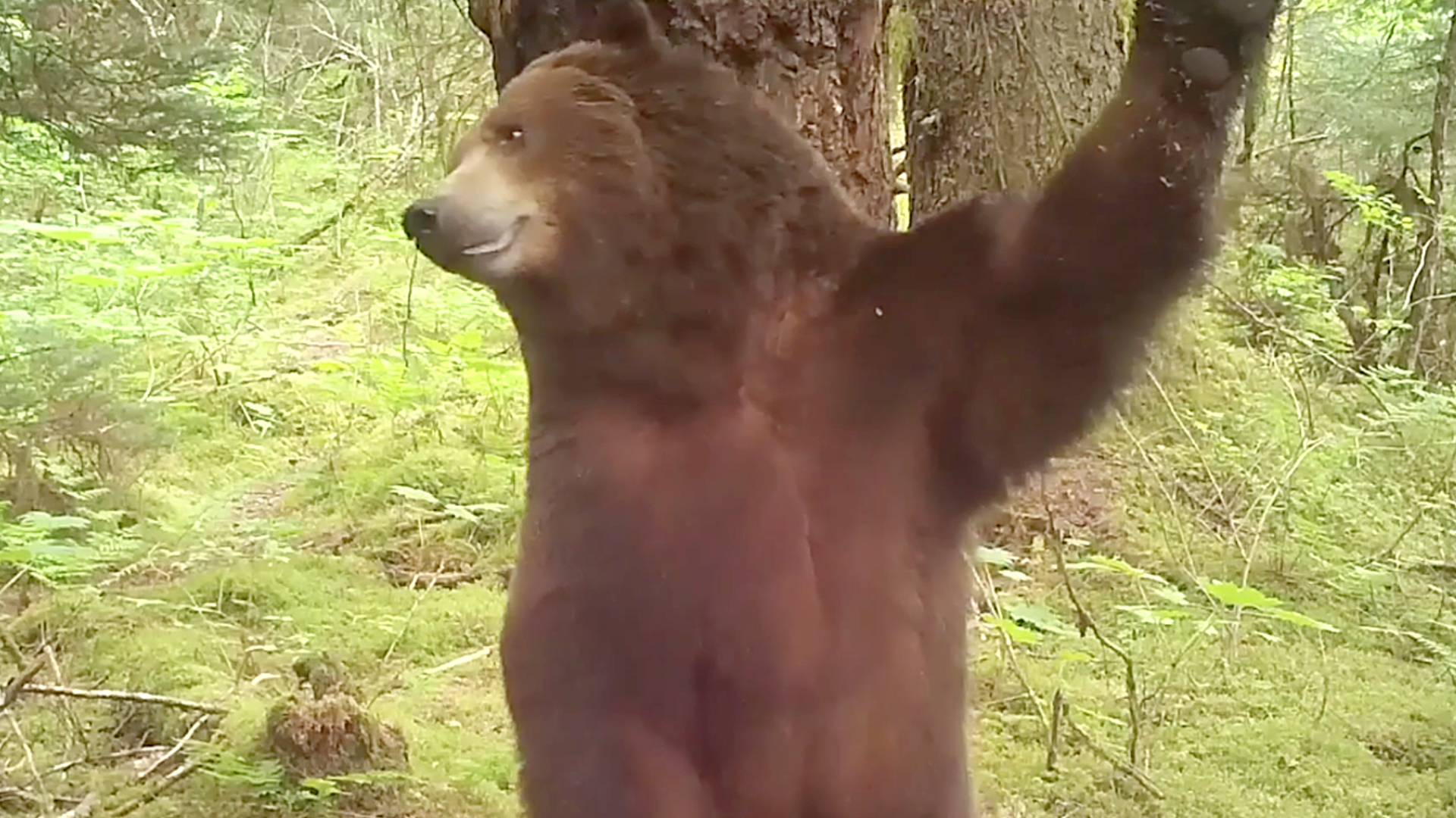VIDEO: Can’t Bear That Itch: Not so Grisly After a Woodland Scratch ...
