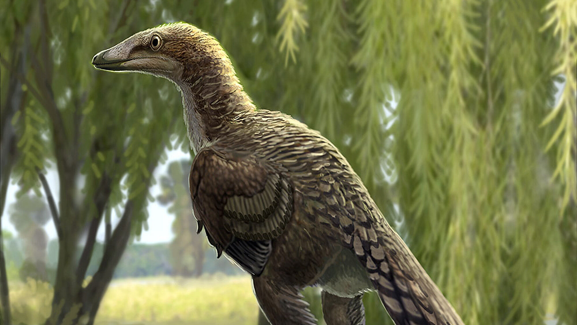 Scientists: Carnivorous ‘Chicken Dinosaur’ Roamed The Earth 66 Million ...