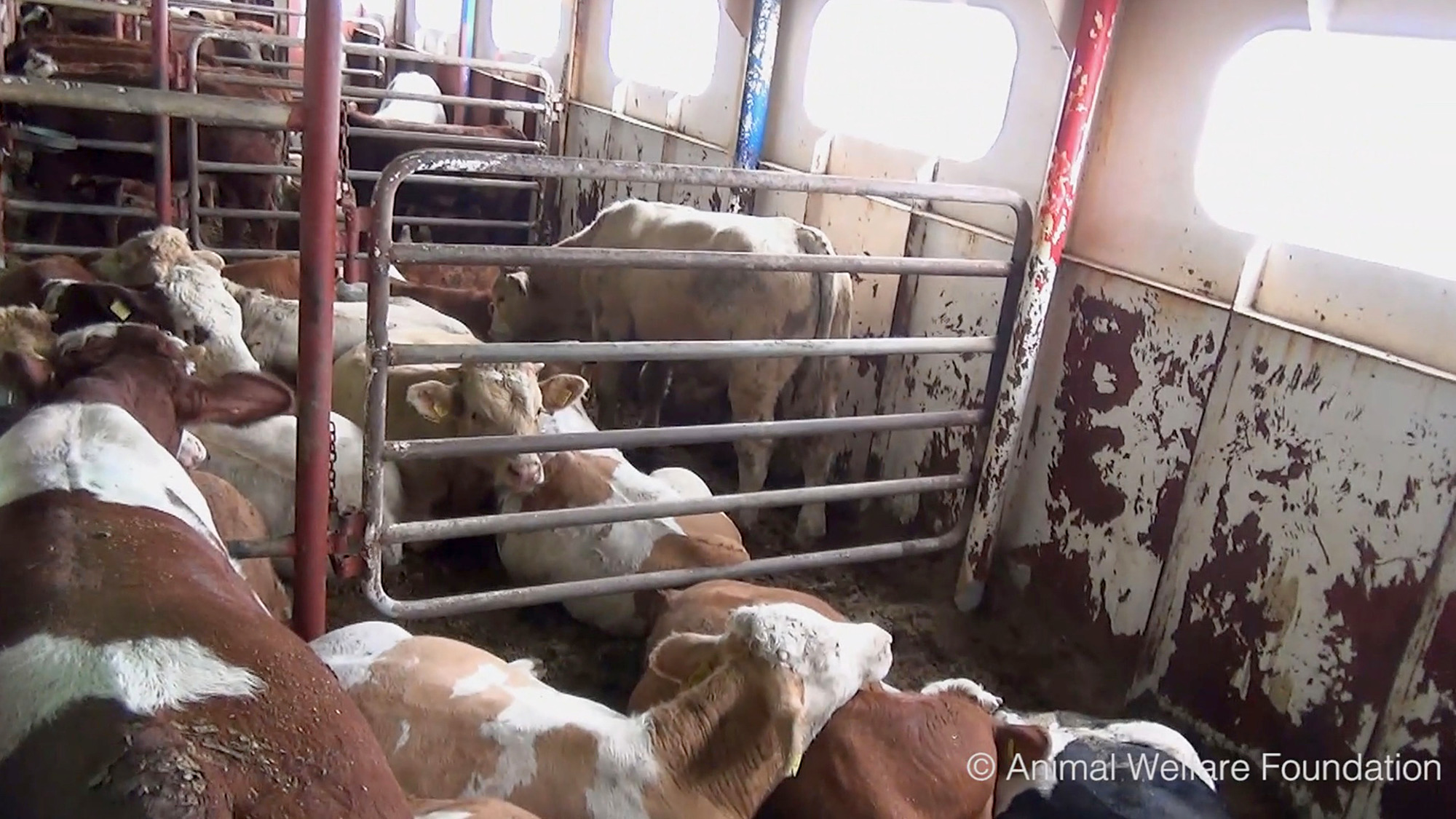 VIDEO: COW-VID: Thousands Of Steers Stranded On Boats With Deadly Virus ...