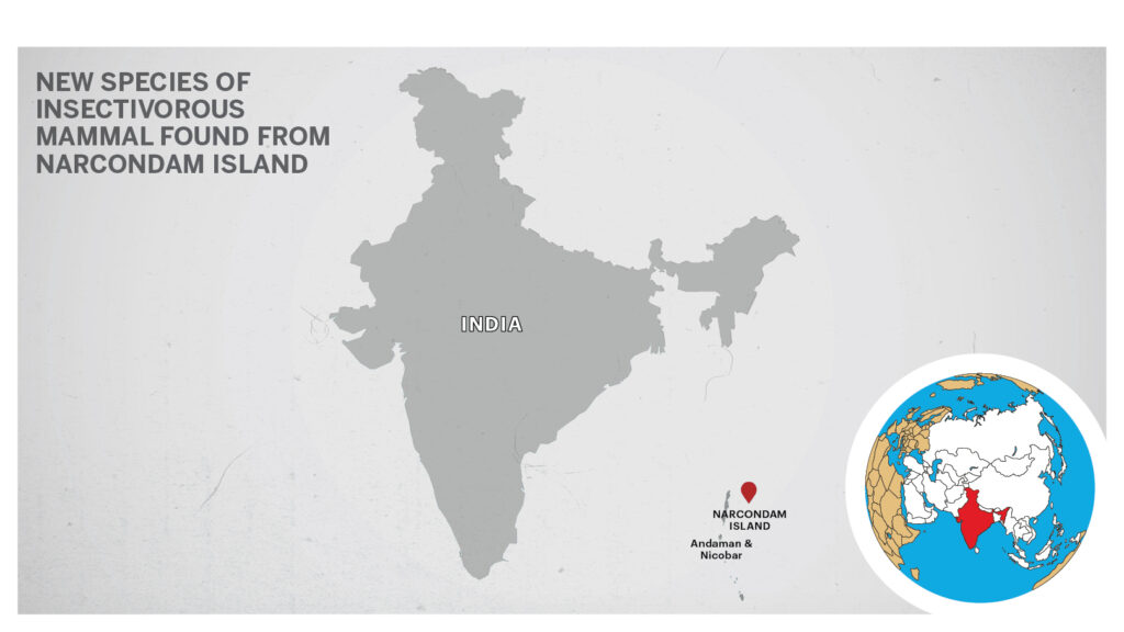 Shrew Knew? Completely New Mammal Species Found On Remote Island - The ...